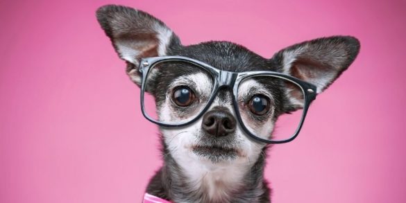 The most adorbs dog in the world sneaks into owner's luggage as ...